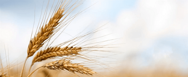 Schibboleth : définition, signification et interprétation