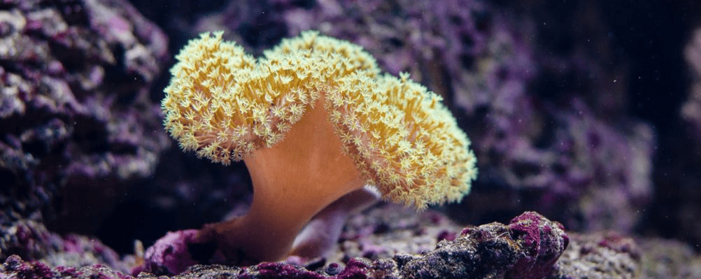 La vie : définition philosophique (sur base scientifique)