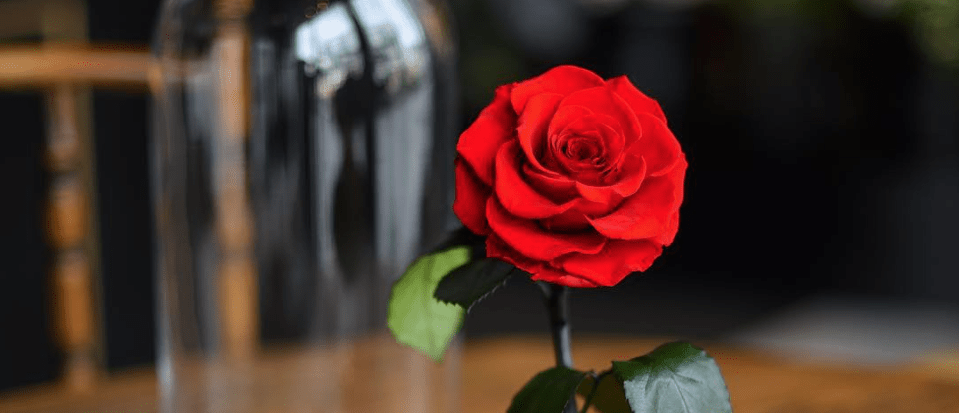 Le symbolisme de la rose : interprétation